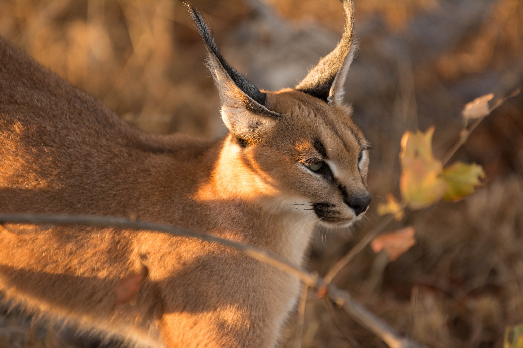 Five Lesser known Wild Cats Of Africa Rhino Africa Five Lesser known Wild Cats Of Africa Rhino Africa