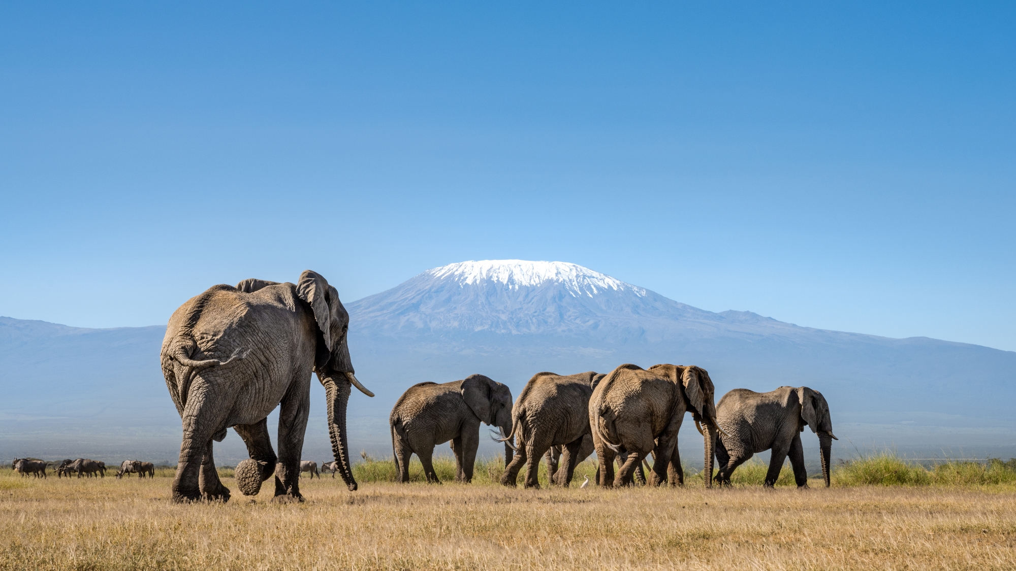 Amboseli National Park Where Giants Meet Rhino Africa Blog